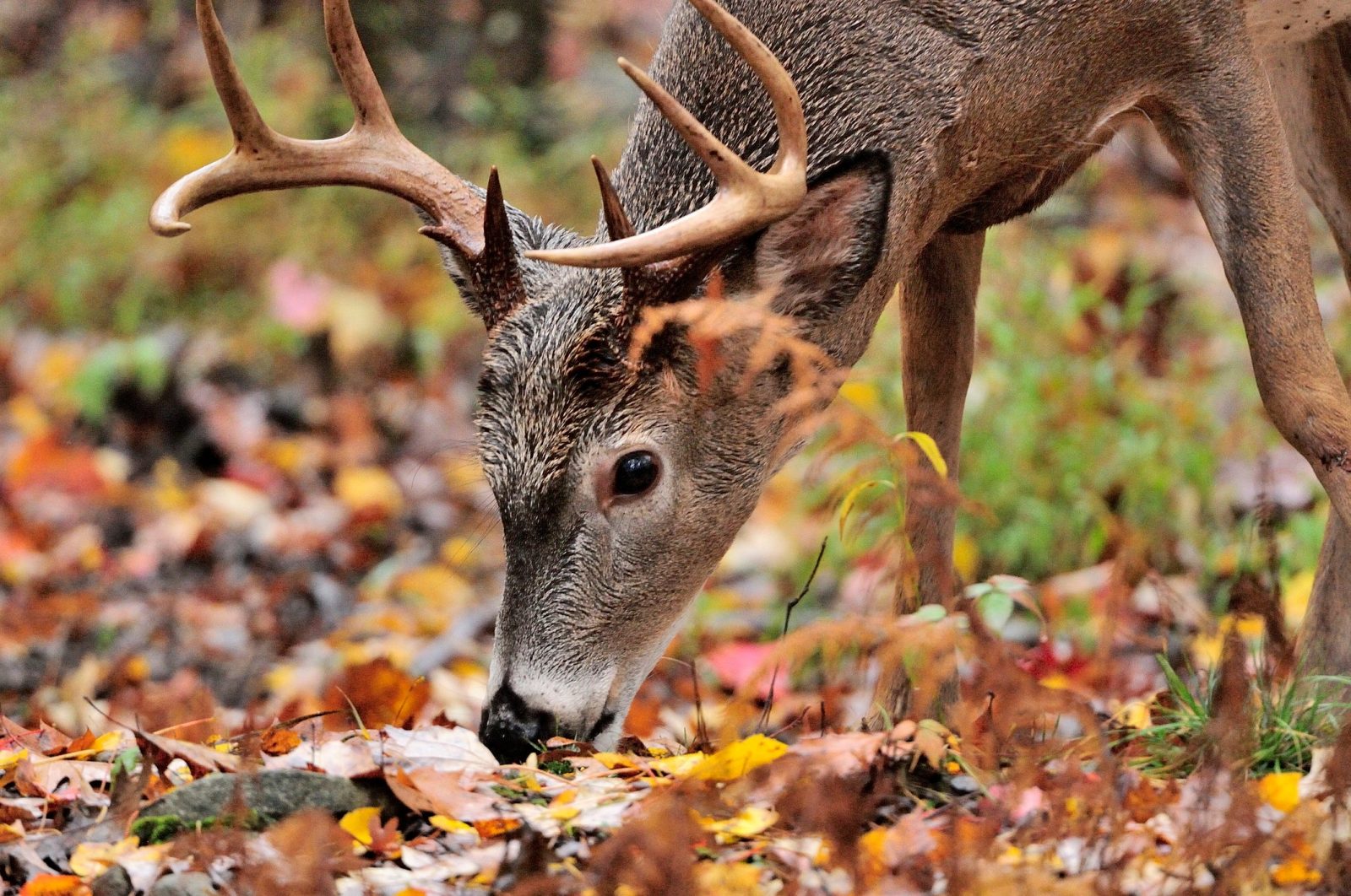 Deer Hunting for Beginners: A Helpful Guide - Everest News
