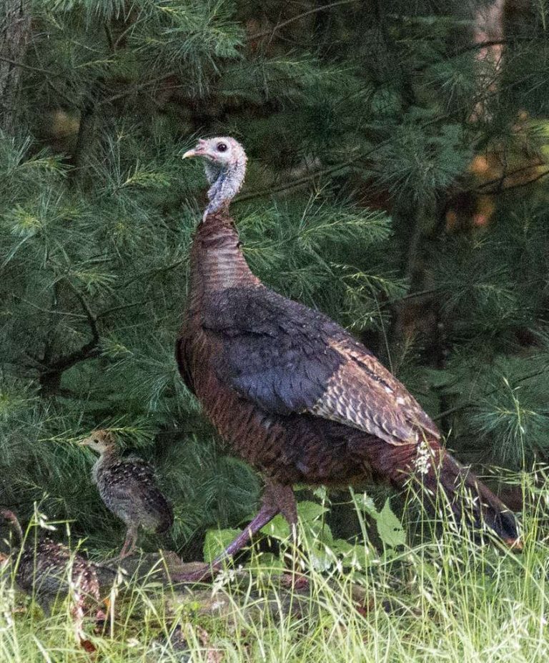 The Top States To Hunt Each Wild Turkey Species - Everest News