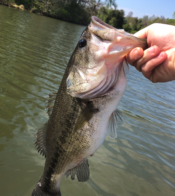 Fly Fish For Bass During The Spawn: Pre, During, and Post. - Everest News