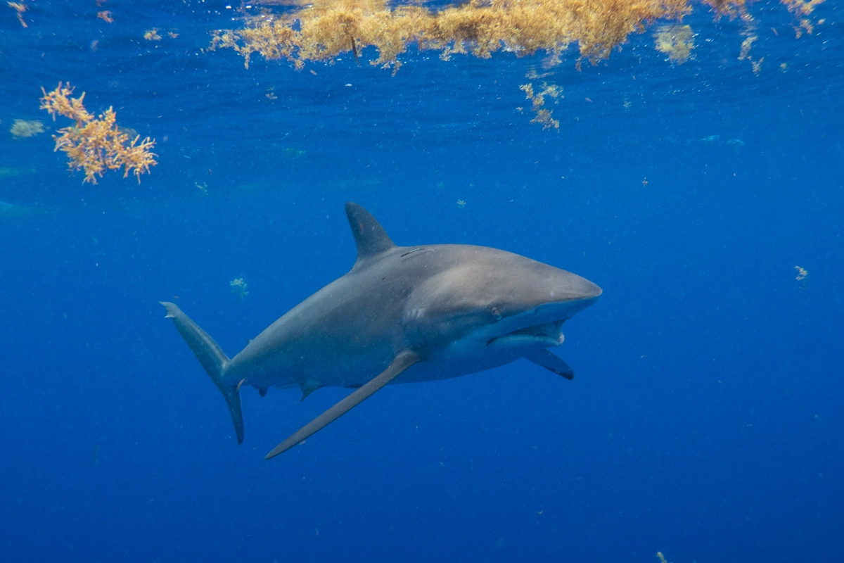 A Shark Week Exclusive: Shark Diving and Photography - Everest News