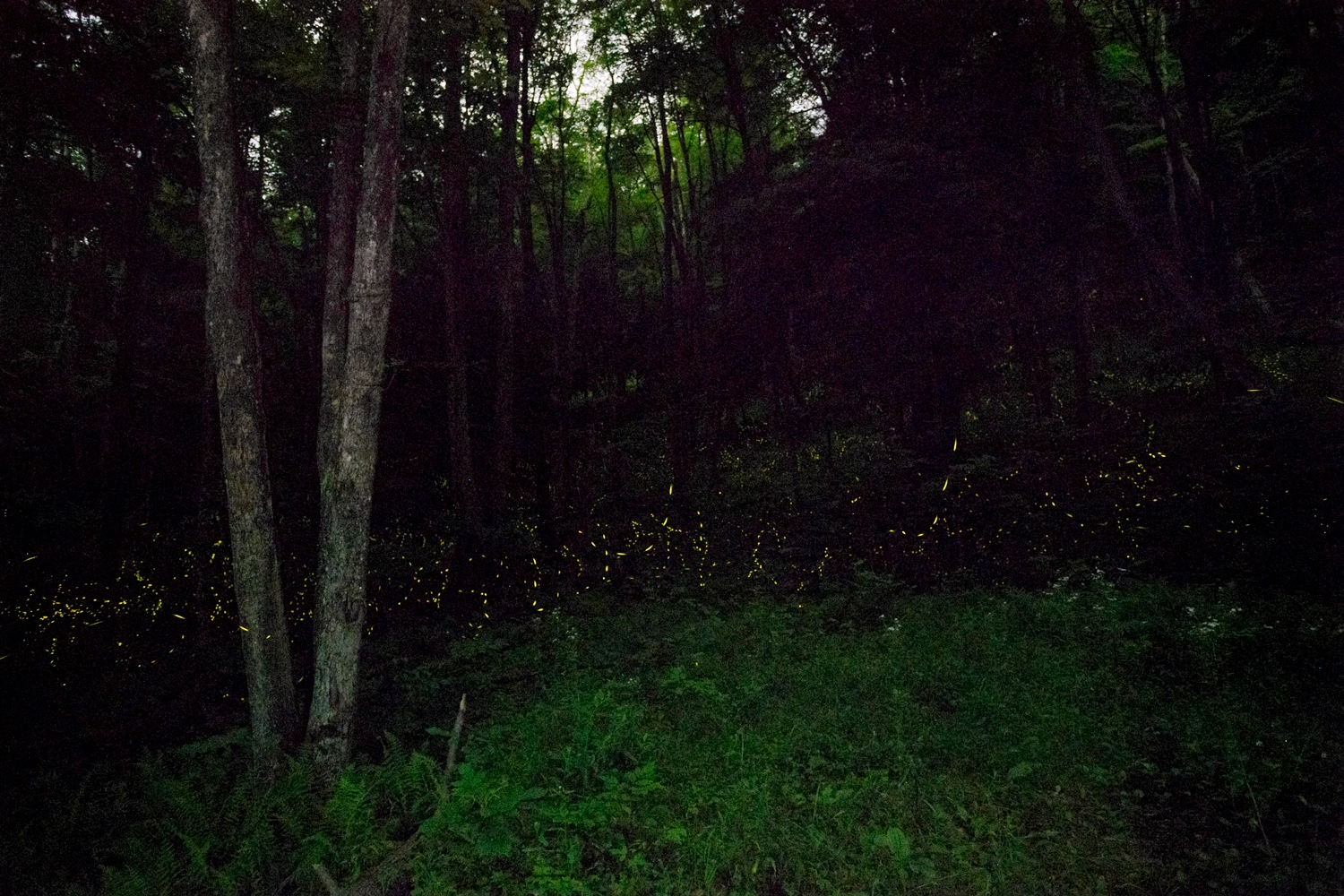 Capturing the Magic: Mastering Firefly Photography - Everest News