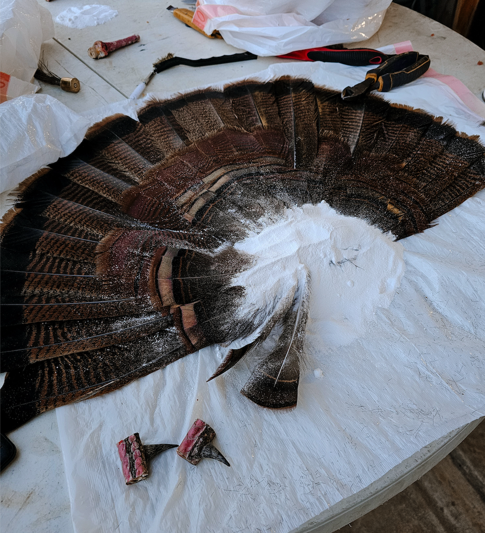 A Beginner's Guide to Preserving Turkey Tails - Everest News